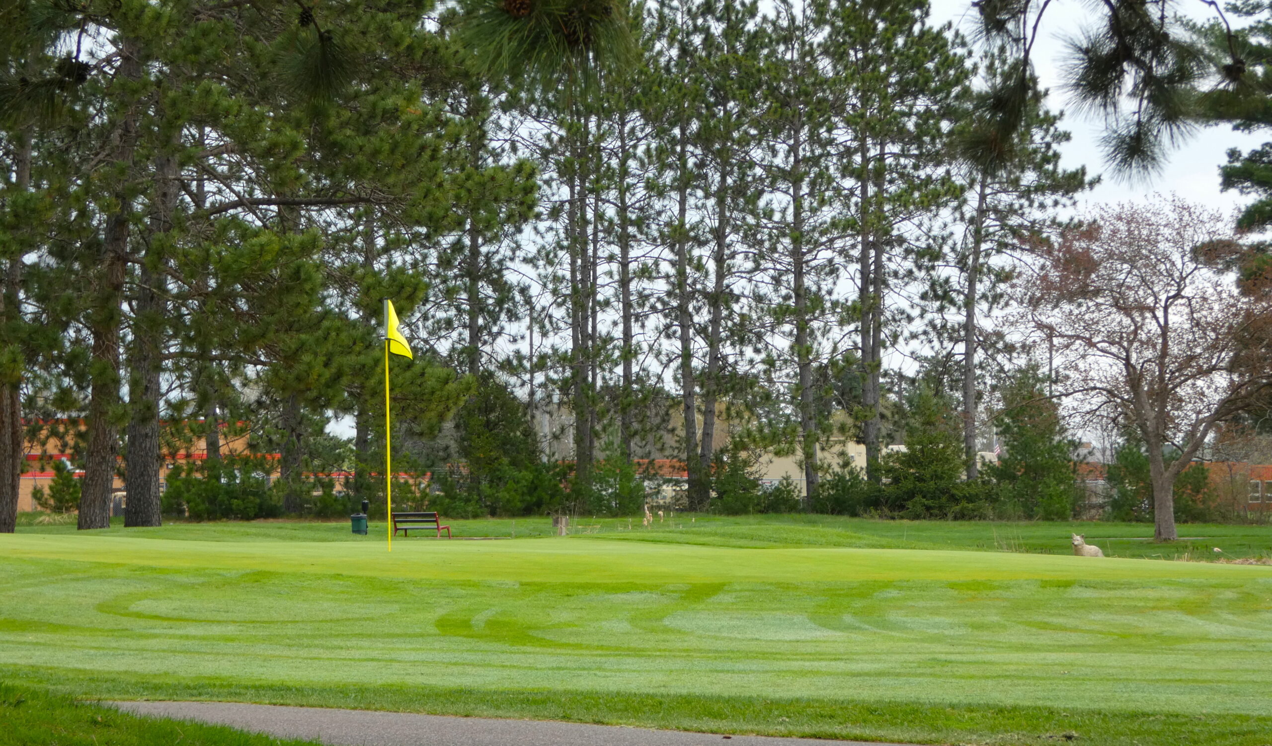 Update on the Bunker/Tee Project from the President - Hayward Golf Course